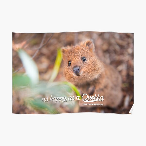 Quokka Posters | Redbubble