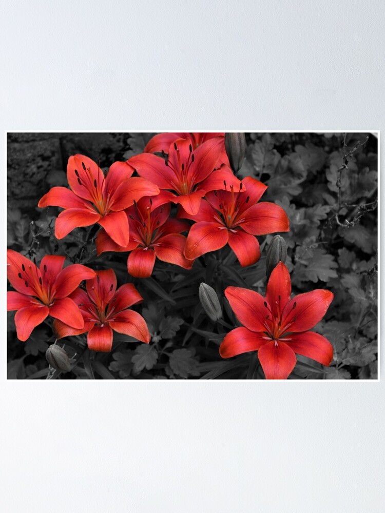 "Red Flowers" Poster by Svanatta1014 | Redbubble