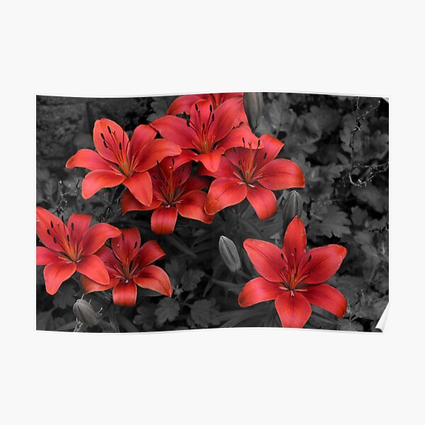 "Red Flowers" Poster by Svanatta1014 | Redbubble
