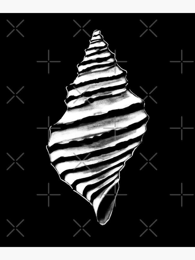 "Black shell design" Poster by AndrewRhodesArt | Redbubble