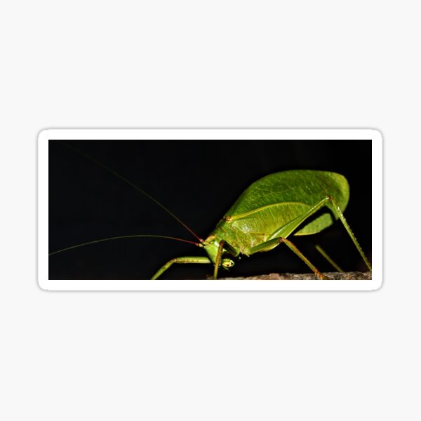 "KatyDid" Sticker for Sale by Svanatta1014 | Redbubble
