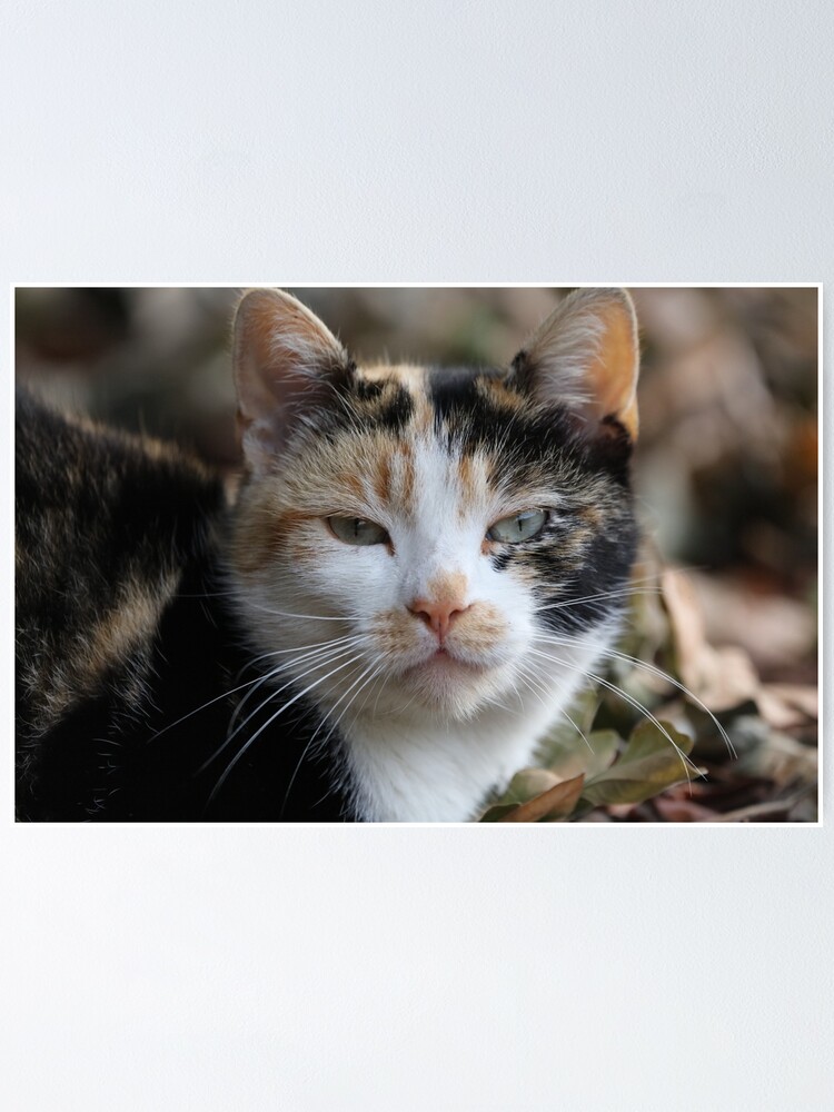 "Calico cat" Poster by MelKowasic | Redbubble