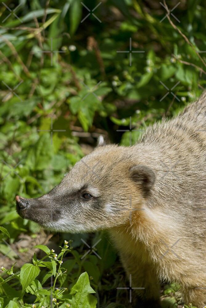"South American Coati" by Vac1 | Redbubble