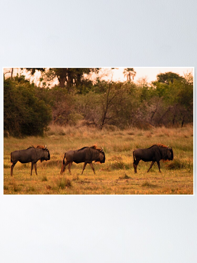 "Line astern" Poster by safarimack | Redbubble