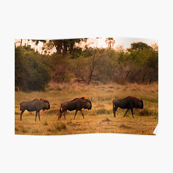 "Line astern" Poster by safarimack | Redbubble