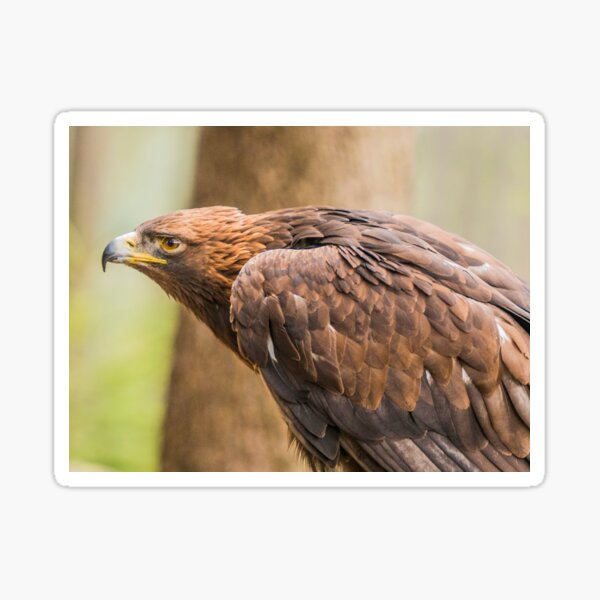 "Golden Eagle" Sticker for Sale by AliusImago | Redbubble