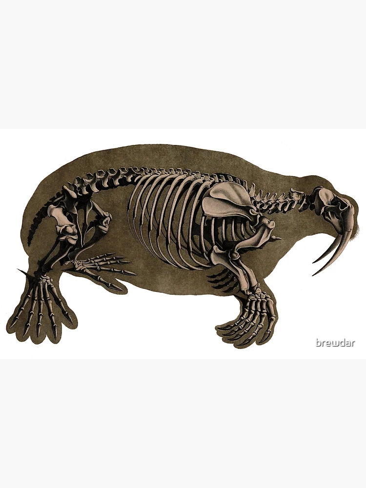 Walrus Skeleton