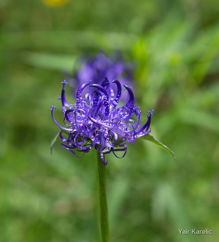 "Round-Headed Rampion (Phyteuma Orbiculare)" by Yair Karelic | Redbubble