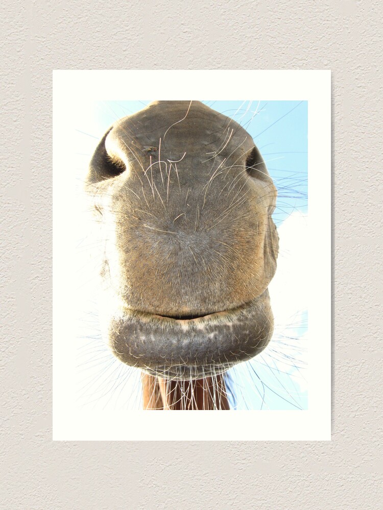 "Horse nose or alien head?" Art Print by nosajnybor | Redbubble