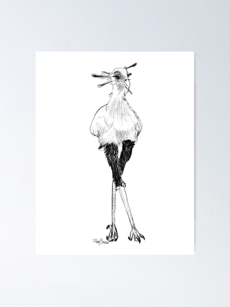 "Secretary bird drawing" Poster for Sale by ryanbiddle | Redbubble