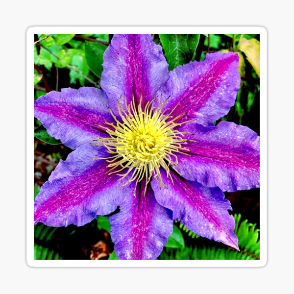 "Clematis, Clematis occidentalis" Sticker by turniptruck09 | Redbubble