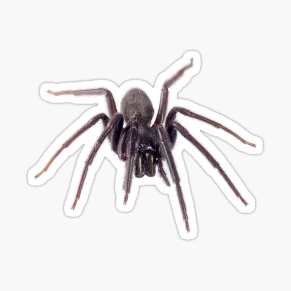 "Black Spider" Sticker for Sale by Melisha123 | Redbubble