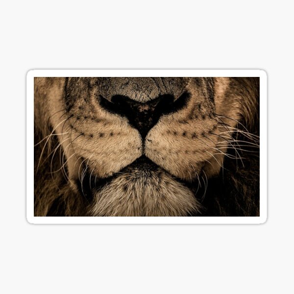 "Lion Face" Sticker by DoveyS | Redbubble