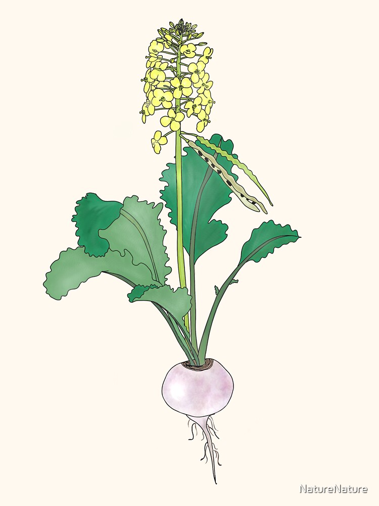 "Turnip Plant Roots Flowers Ripening stages of the pod fruit" Sticker ...