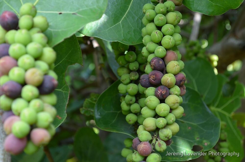 "Sea grape in The Bahamas" by Jeremy Lavender Photography | Redbubble