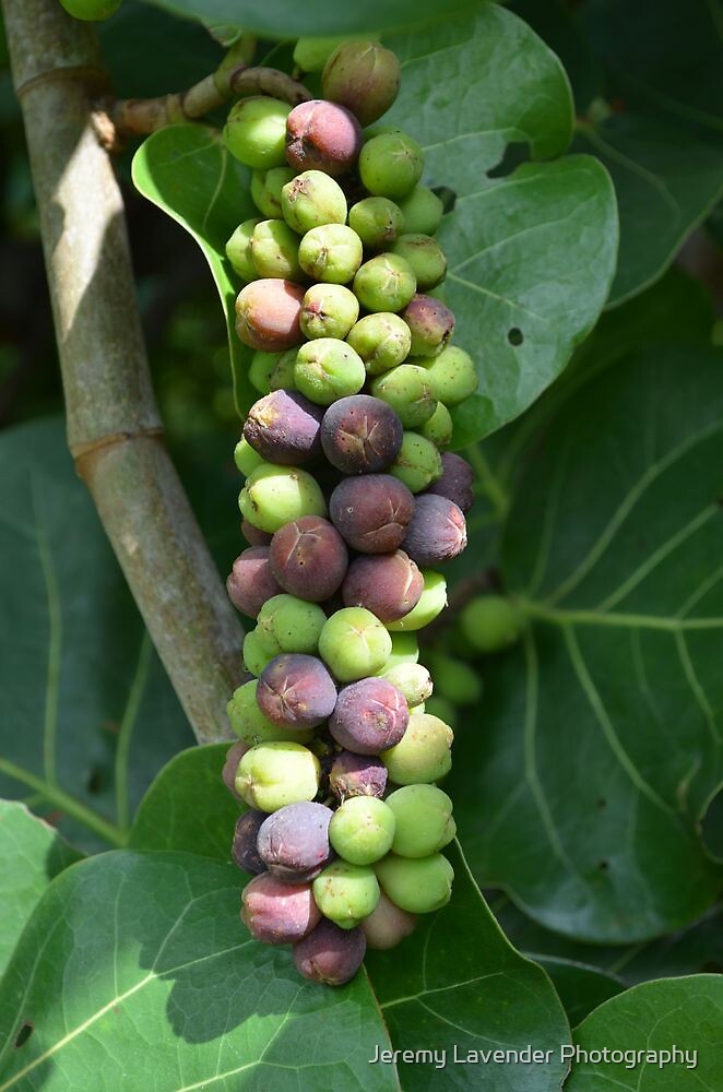 "Sea grape in The Bahamas" by Jeremy Lavender Photography | Redbubble