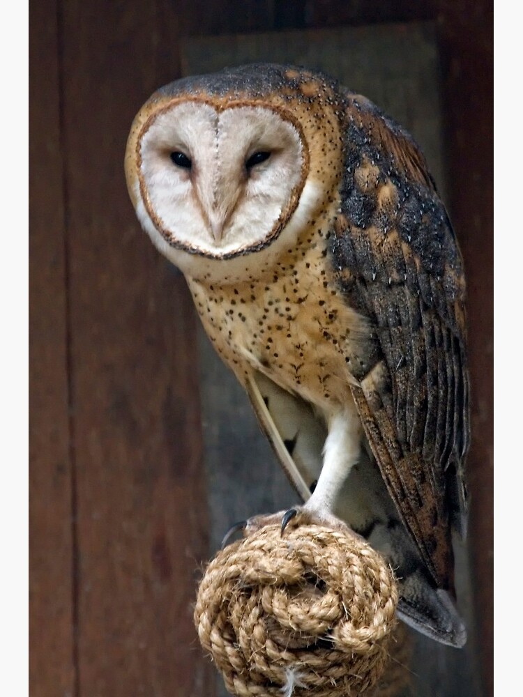 "Whoooooo's There?" Poster for Sale by TeresaB | Redbubble