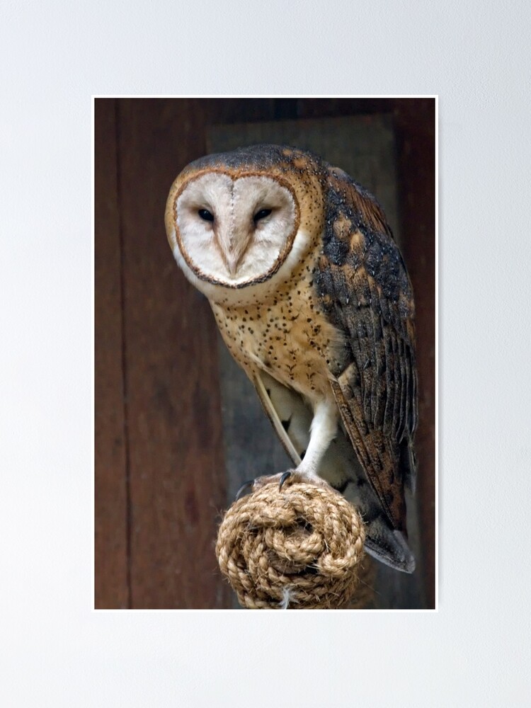 "Whoooooo's There?" Poster for Sale by TeresaB | Redbubble