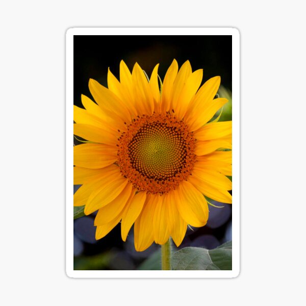 "Standing Tall" Sticker for Sale by Jacquelie | Redbubble