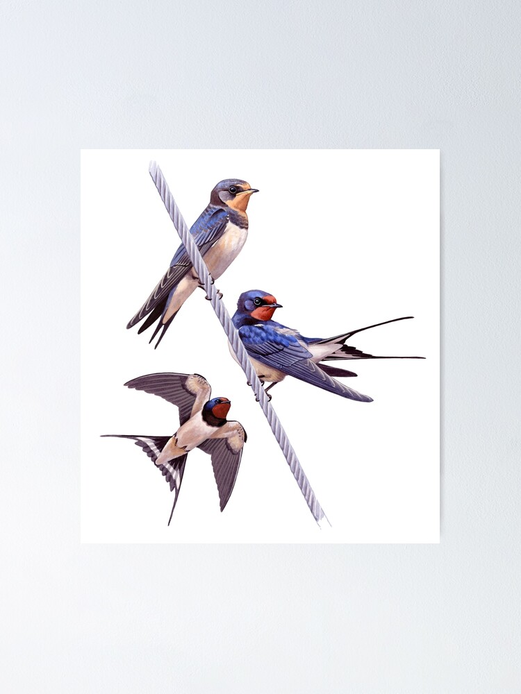 "Barn Swallows" Poster for Sale by kokayart | Redbubble
