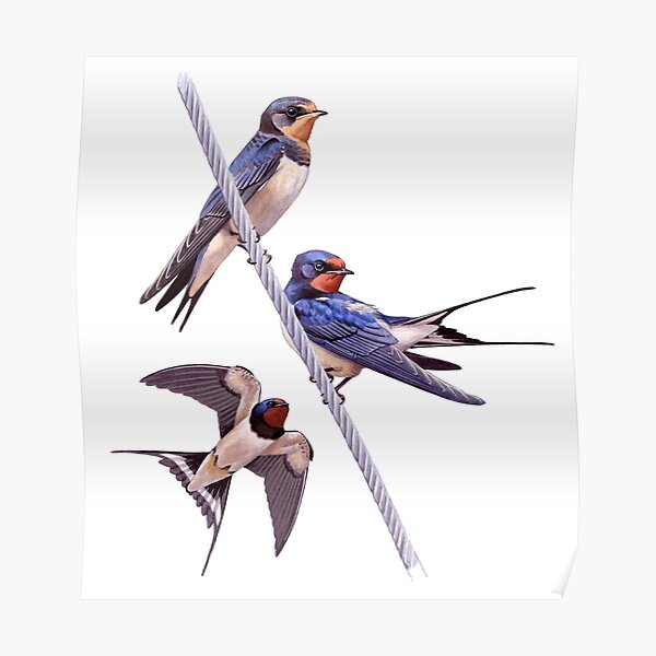 "Barn Swallows" Poster for Sale by kokayart | Redbubble