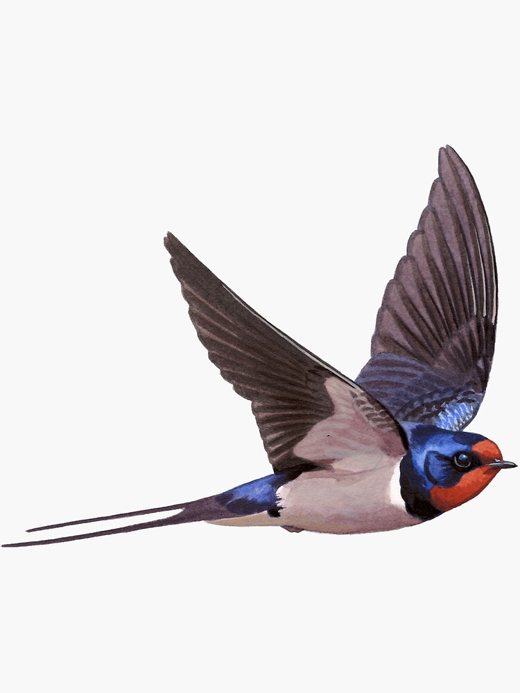 "Barn Swallow" Sticker for Sale by kokayart | Redbubble