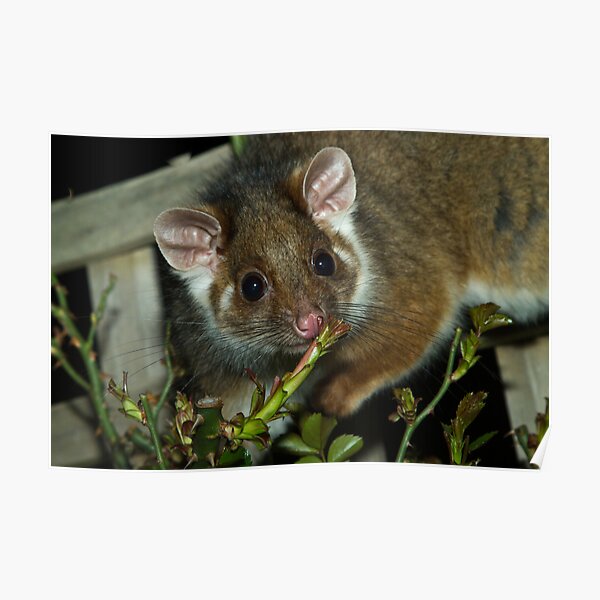 "Possum" Poster for Sale by ColinEwington | Redbubble