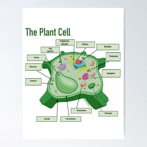 "The Plant Cell" Poster for Sale by Alawstrations | Redbubble