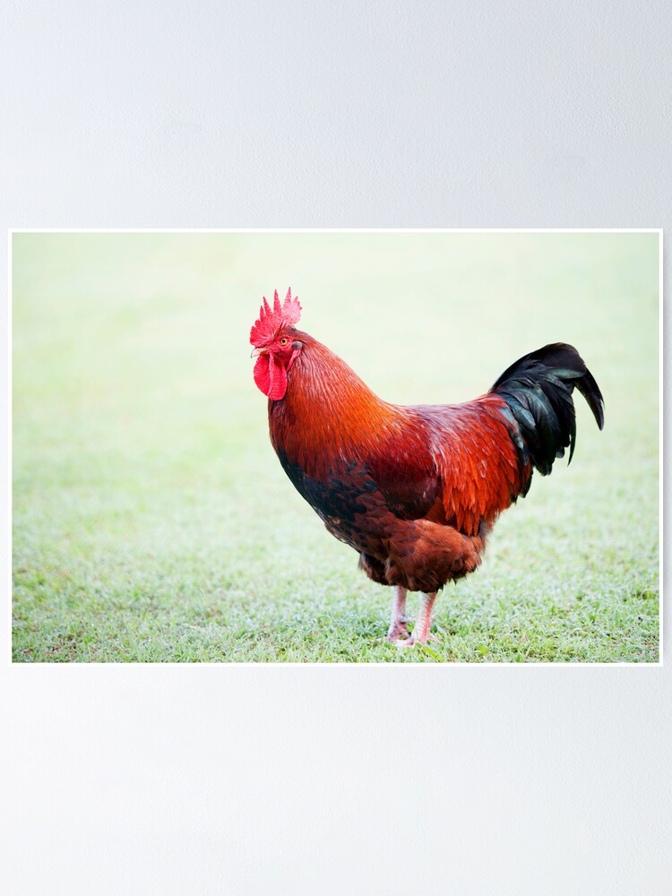 "Red Rooster" Poster by JennyDean | Redbubble