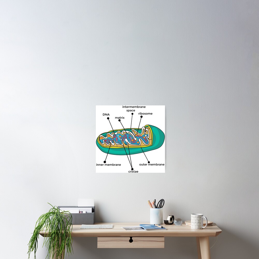 "Anatomy of Mitochondria poster | Anatomy of Mitochondria t-shirt ...