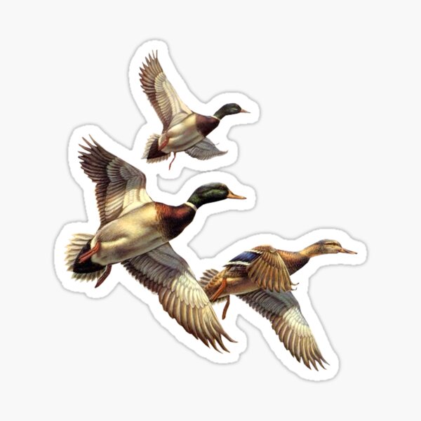 "M.r. Ducks" Sticker for Sale by karimelbrig | Redbubble