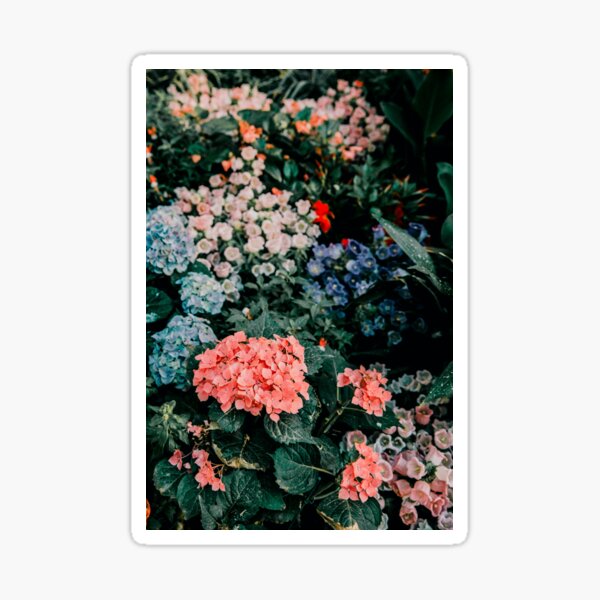 "The most beautiful flowers" Sticker for Sale by magdy777 | Redbubble