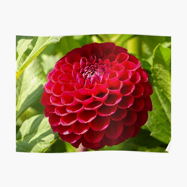 "The most beautiful flowers" Poster for Sale by magdy777 | Redbubble