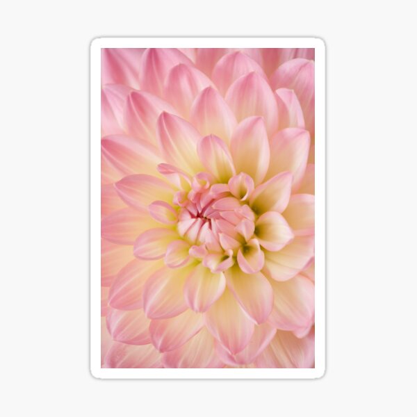 "The most beautiful flowers" Sticker by magdy777 | Redbubble