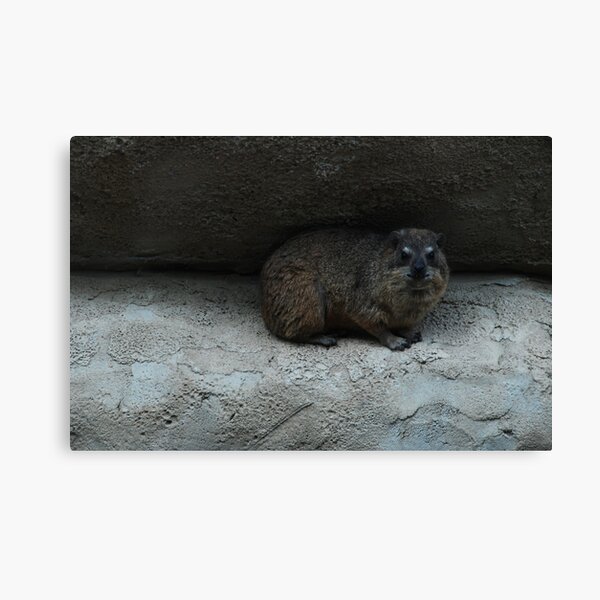 Chester Zoo Gifts & Merchandise | Redbubble