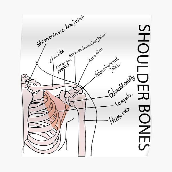 "shoulder bone medical poster vector illustration | SHOULDER BONES ...