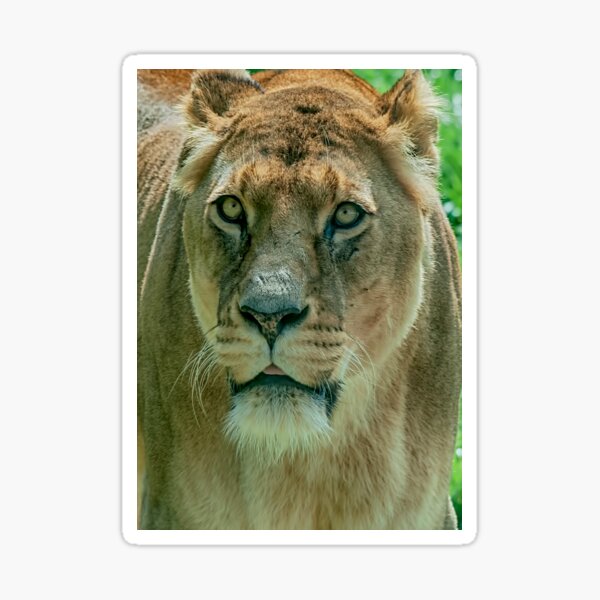 "Lioness Female Lion 2" Sticker for Sale by CrackersUK | Redbubble