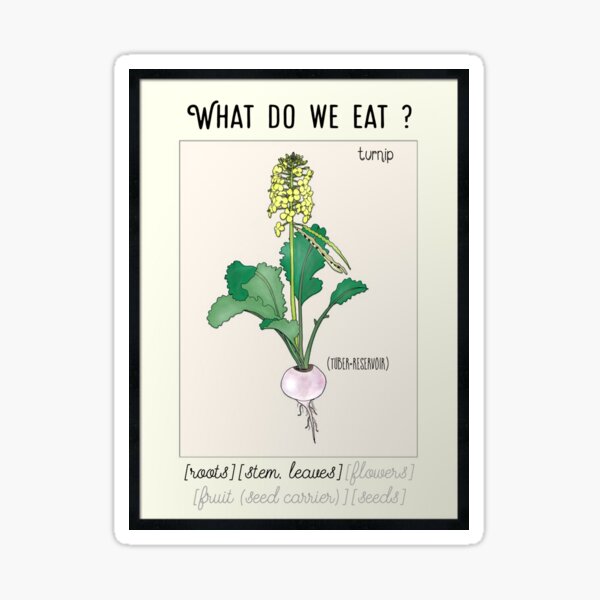 Pegatina «Cartel de estilo retro ¿Qué comemos? Nabo (versión en inglés ...