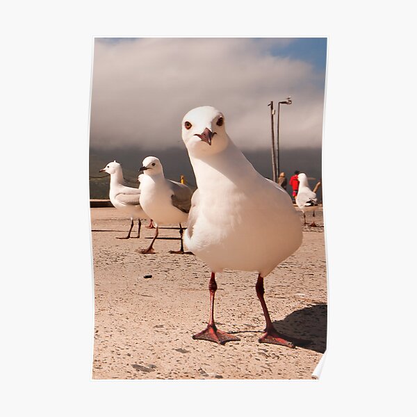 "What you doing?" Poster by AntonAlberts | Redbubble