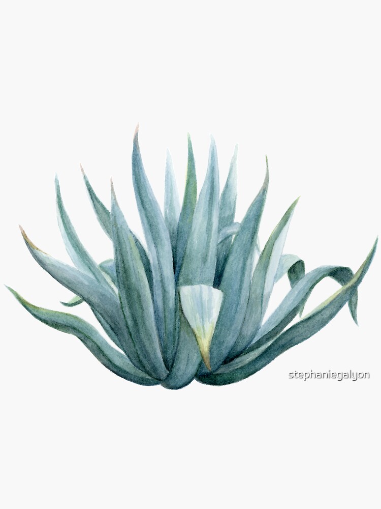 "Agave Botanical Print II" Sticker for Sale by stephaniegalyon | Redbubble