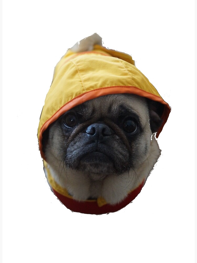 "Pug in Rain Jacket " Poster by ashleymanheim | Redbubble