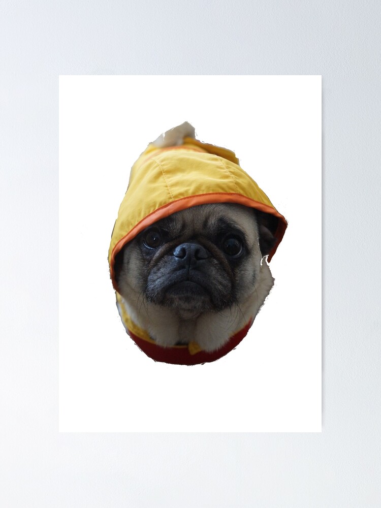 "Pug in Rain Jacket " Poster by ashleymanheim | Redbubble