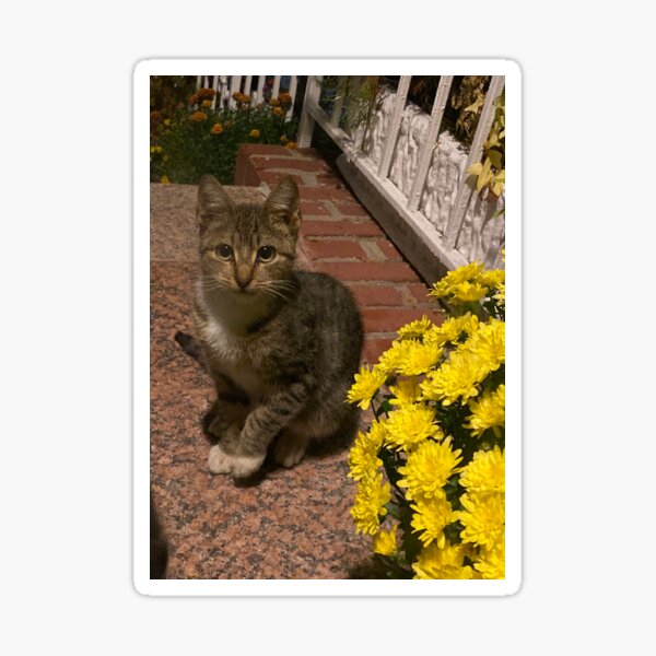 "Innocent Kitten" Sticker for Sale by kymbas | Redbubble