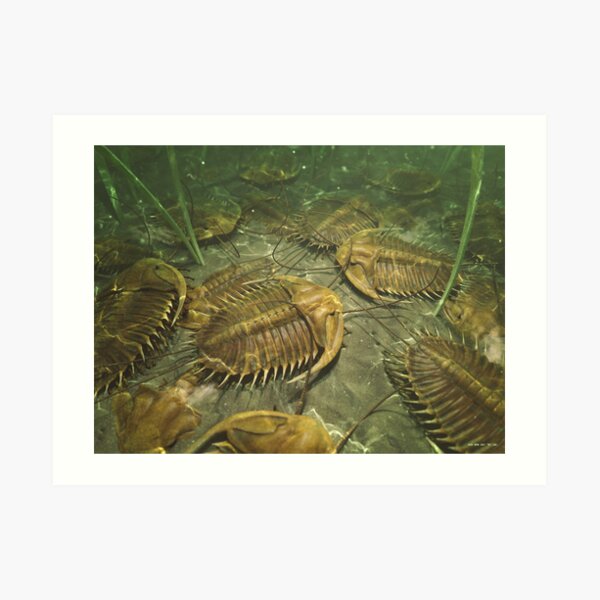 Trilobite Art Prints | Redbubble