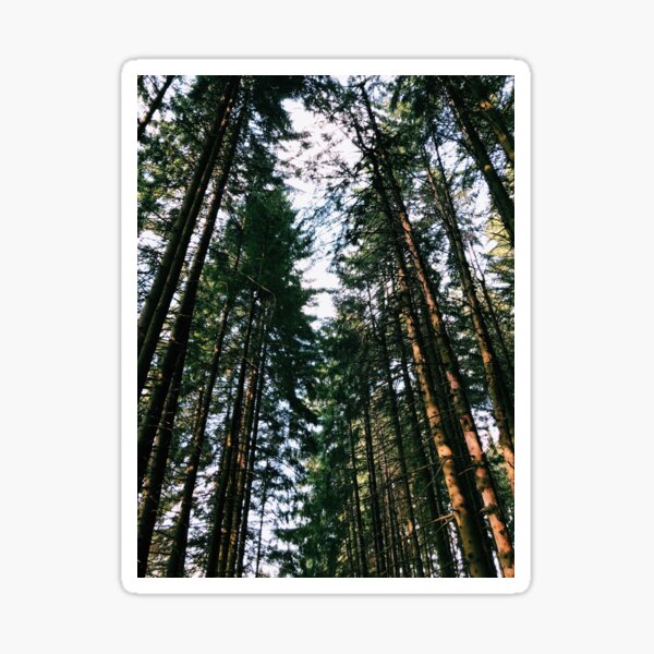 "Tall Mysterious Forest Trees" Sticker by Idotwins | Redbubble