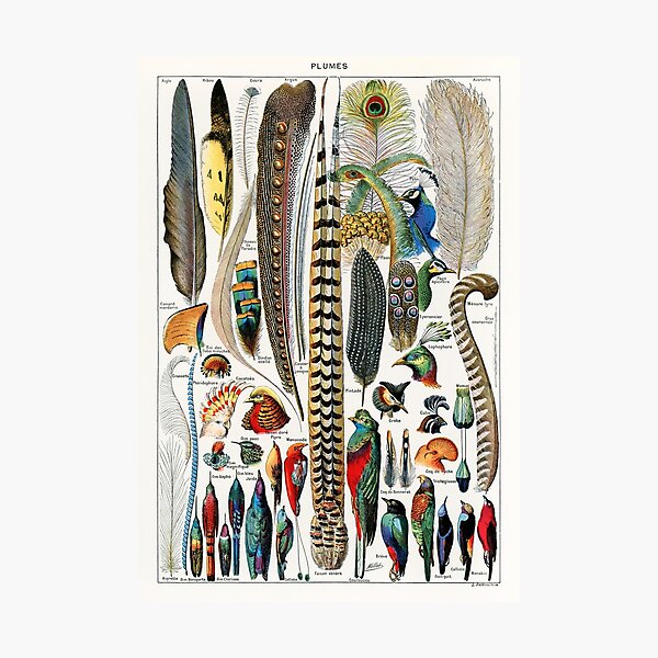 Lámina fotográfica « Una colección de diferentes tipos de plumas ...
