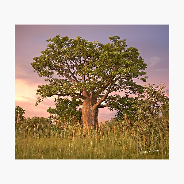 Boab Tree Photographic Prints | Redbubble