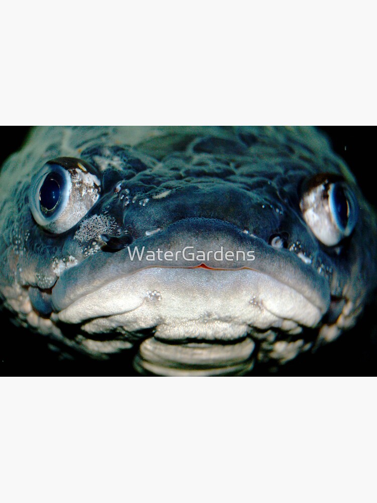 "Grumpy Fish" Sticker by WaterGardens | Redbubble