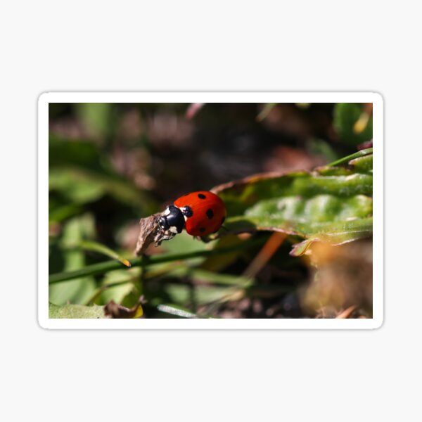 "7 spot ladybird" Sticker for Sale by GreyFeatherPhot | Redbubble