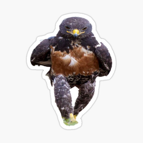"Strongest Bird in the World - Jacked Animals Working Out" Sticker for ...